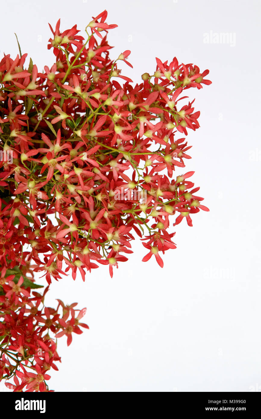 Australian christmas bush hi-res stock photography and images - Alamy