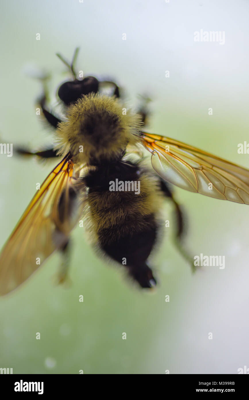 macro close up of a single bee on window with soft diffused light Stock ...