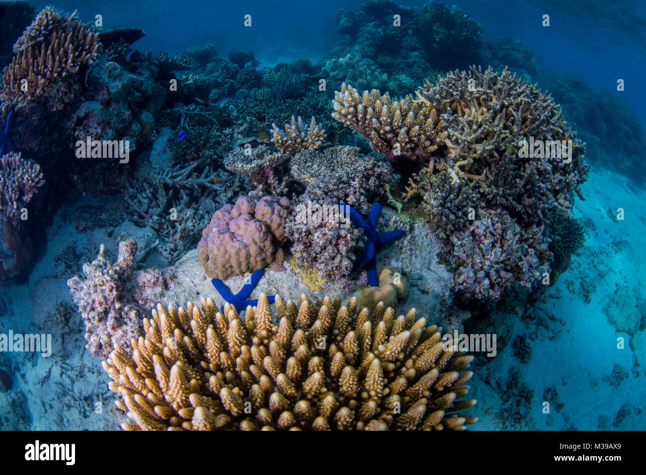 Two blue star fish living on the reef Stock Photo - Alamy