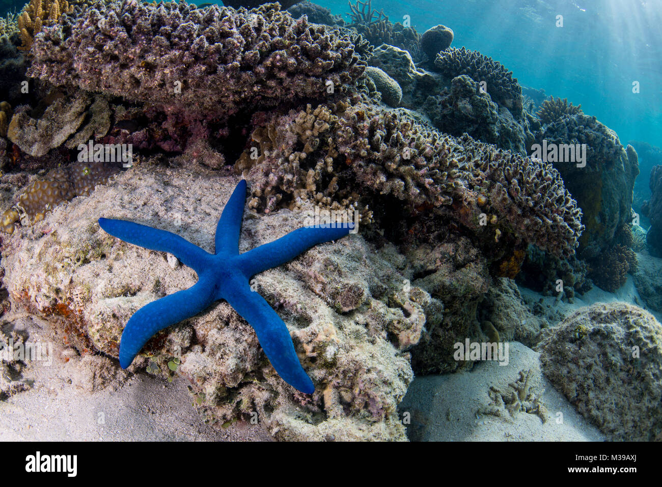 A blue star fish resting on the reef Stock Photo - Alamy
