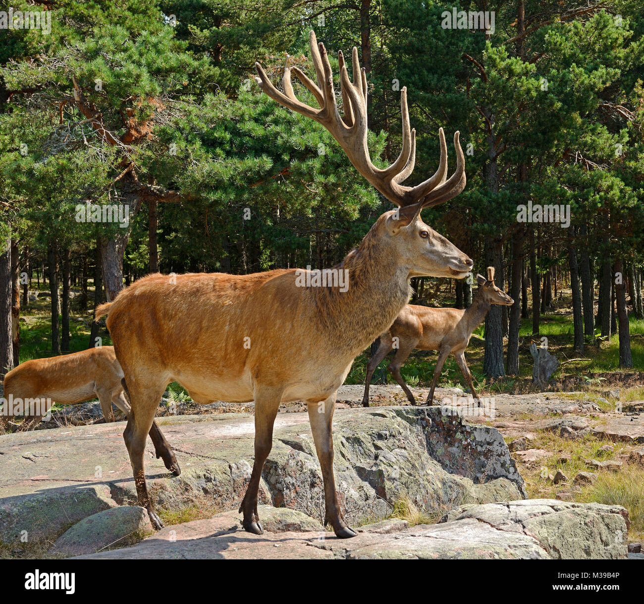 Red deer (Cervus elaphus). Mature male (stag Stock Photo - Alamy