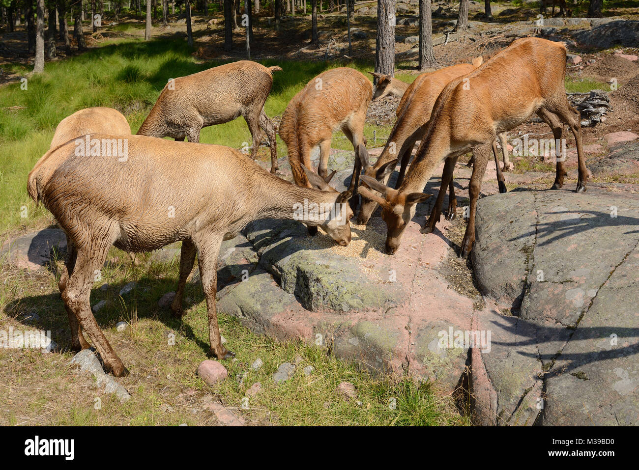 Care of deer herd hi-res stock photography and images - Alamy