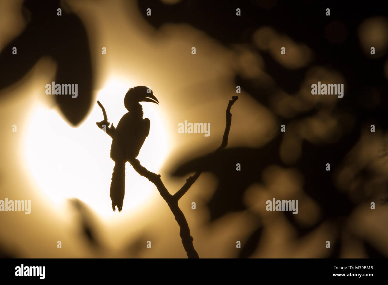 Malabar pied Hornbill (Anthracoceros coronatus) birds silhouette at ...