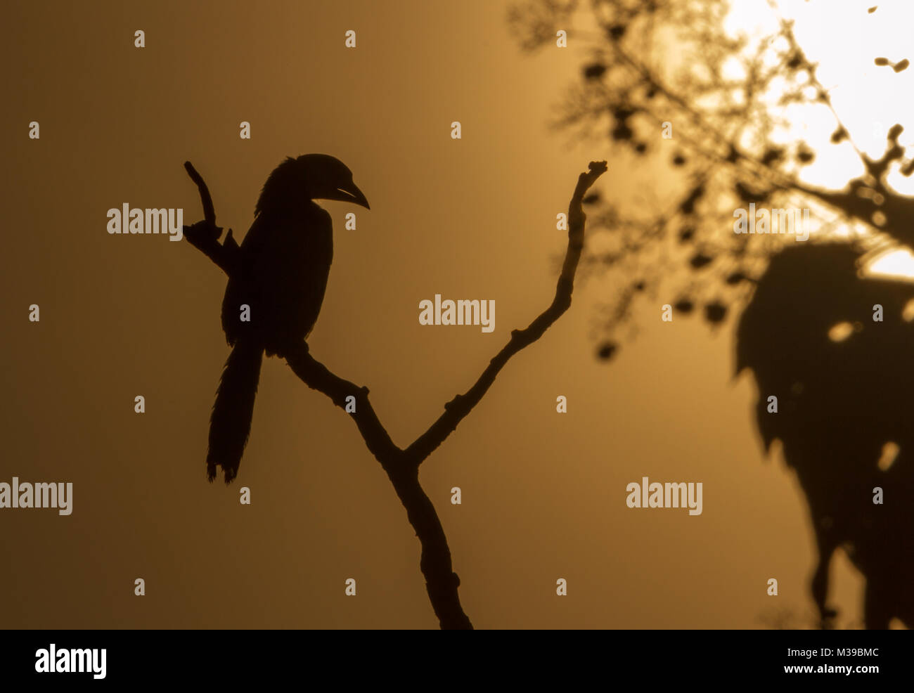 Malabar pied Hornbill (Anthracoceros coronatus) birds silhouette at ...