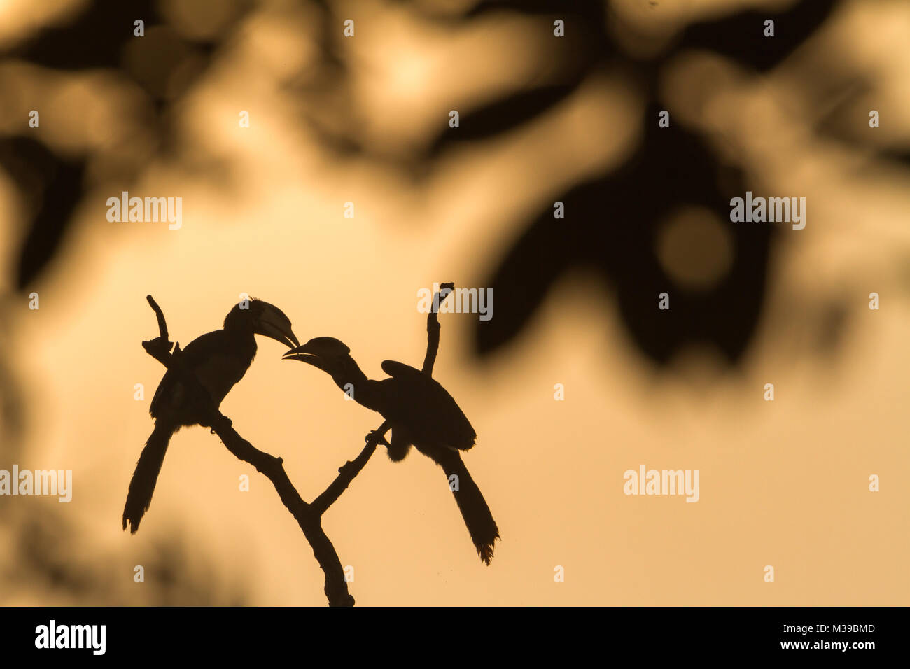 Malabar pied Hornbill (Anthracoceros coronatus) birds silhouette at ...