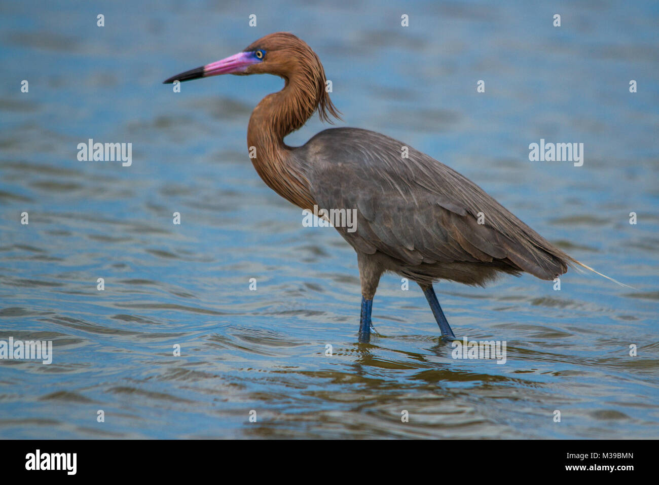 Reddish Heron on a Florida beach Stock Photo - Alamy