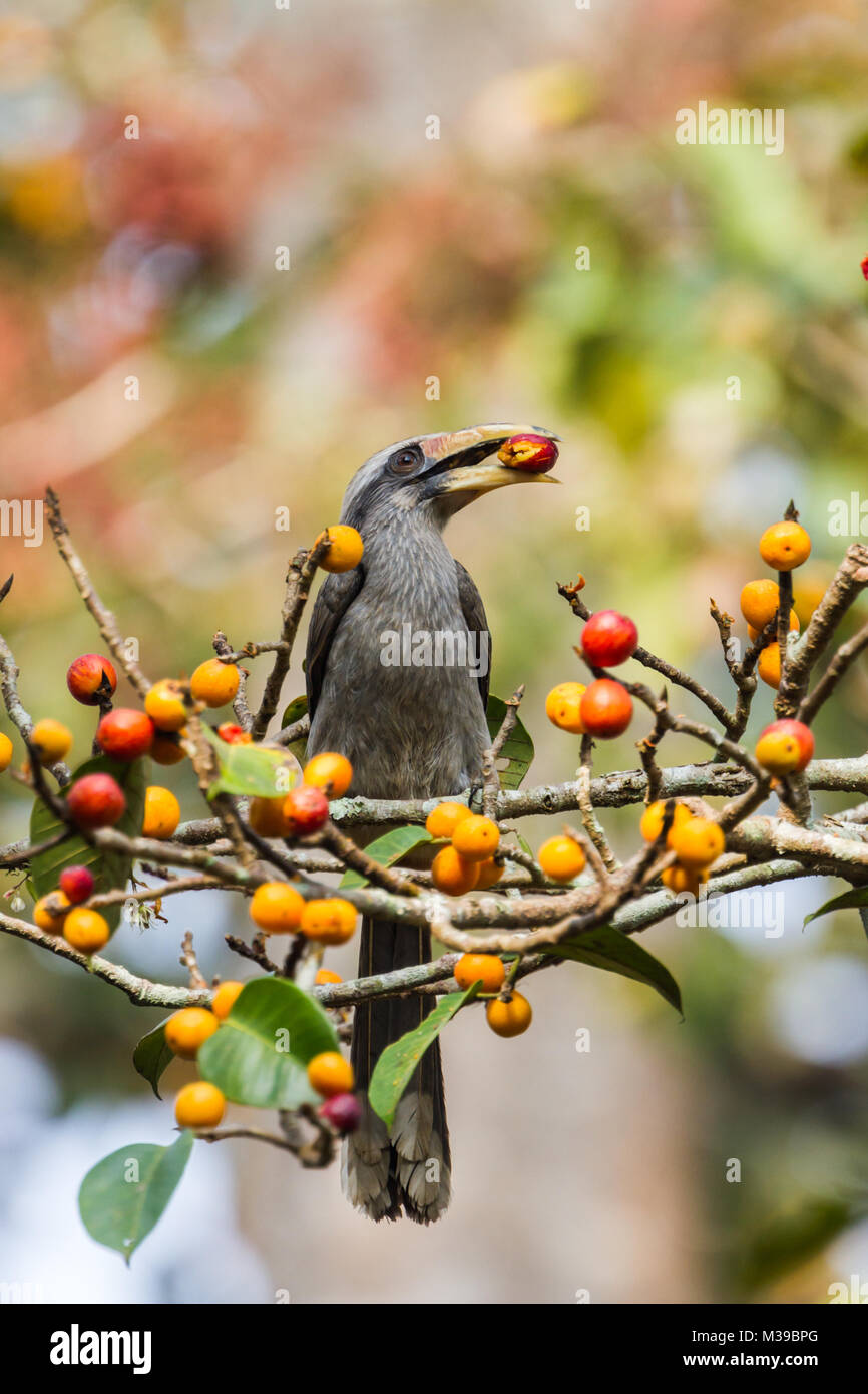 The Malabar grey hornbill (Ocyceros griseus) eating fruits at Timber ...