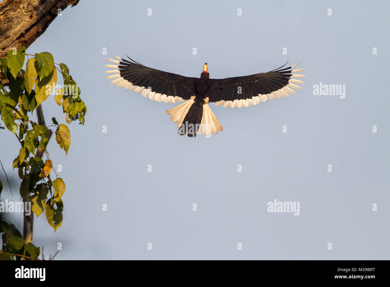 Malabar pied Hornbill (Anthracoceros coronatus) flying at Timber Depot ...