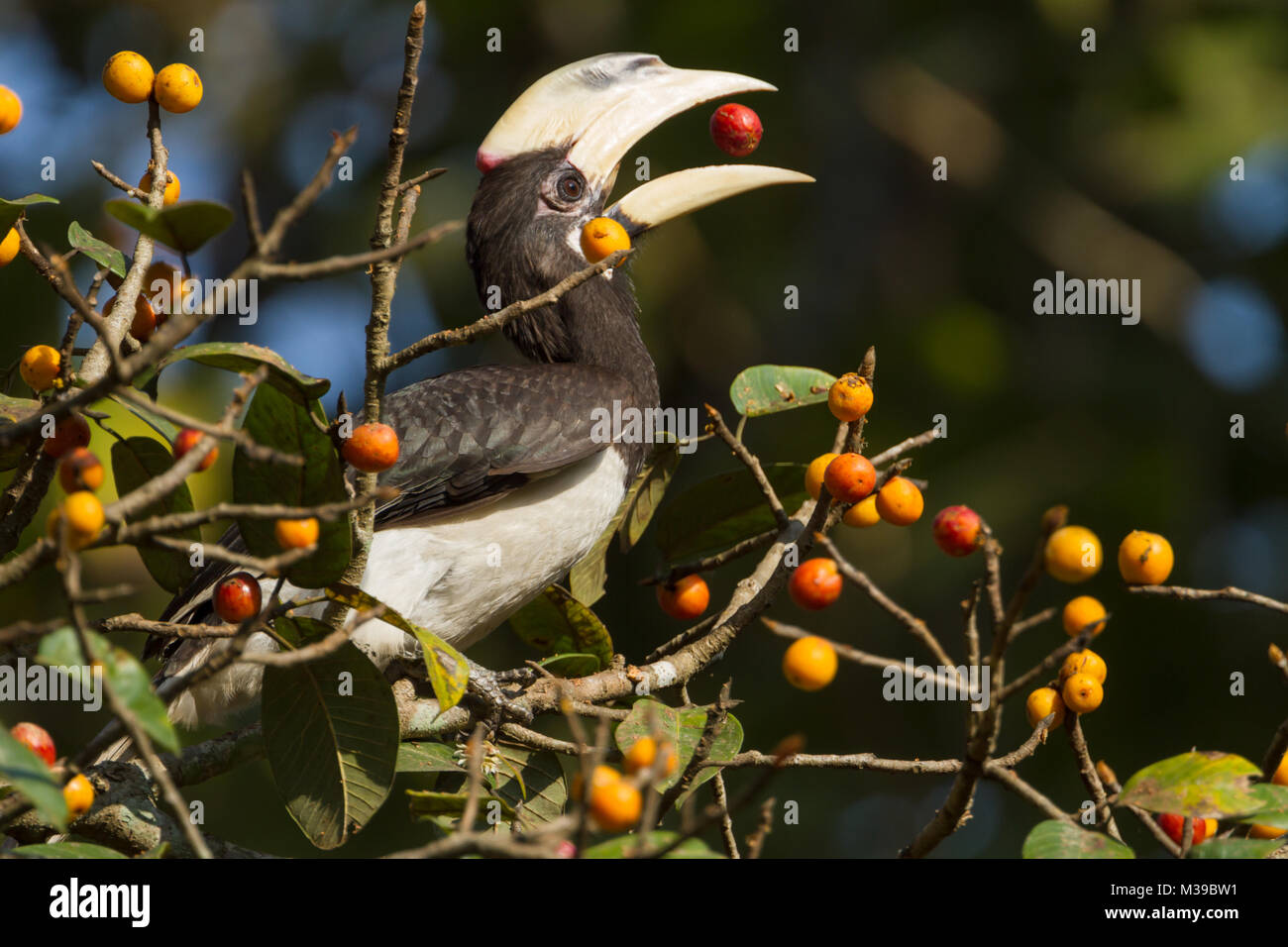Hornbill eating fruit hi-res stock photography and images - Alamy