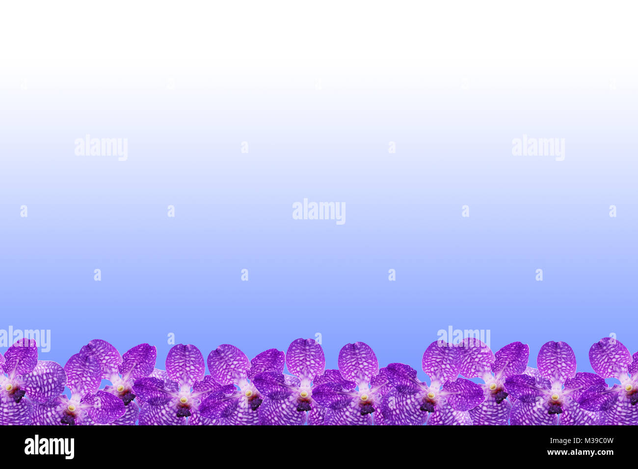 Orchid flower frame on blue background Stock Photo - Alamy