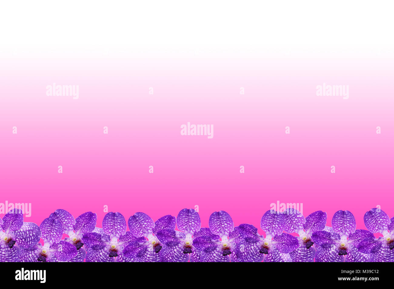 Orchid flower frame on pink background Stock Photo - Alamy