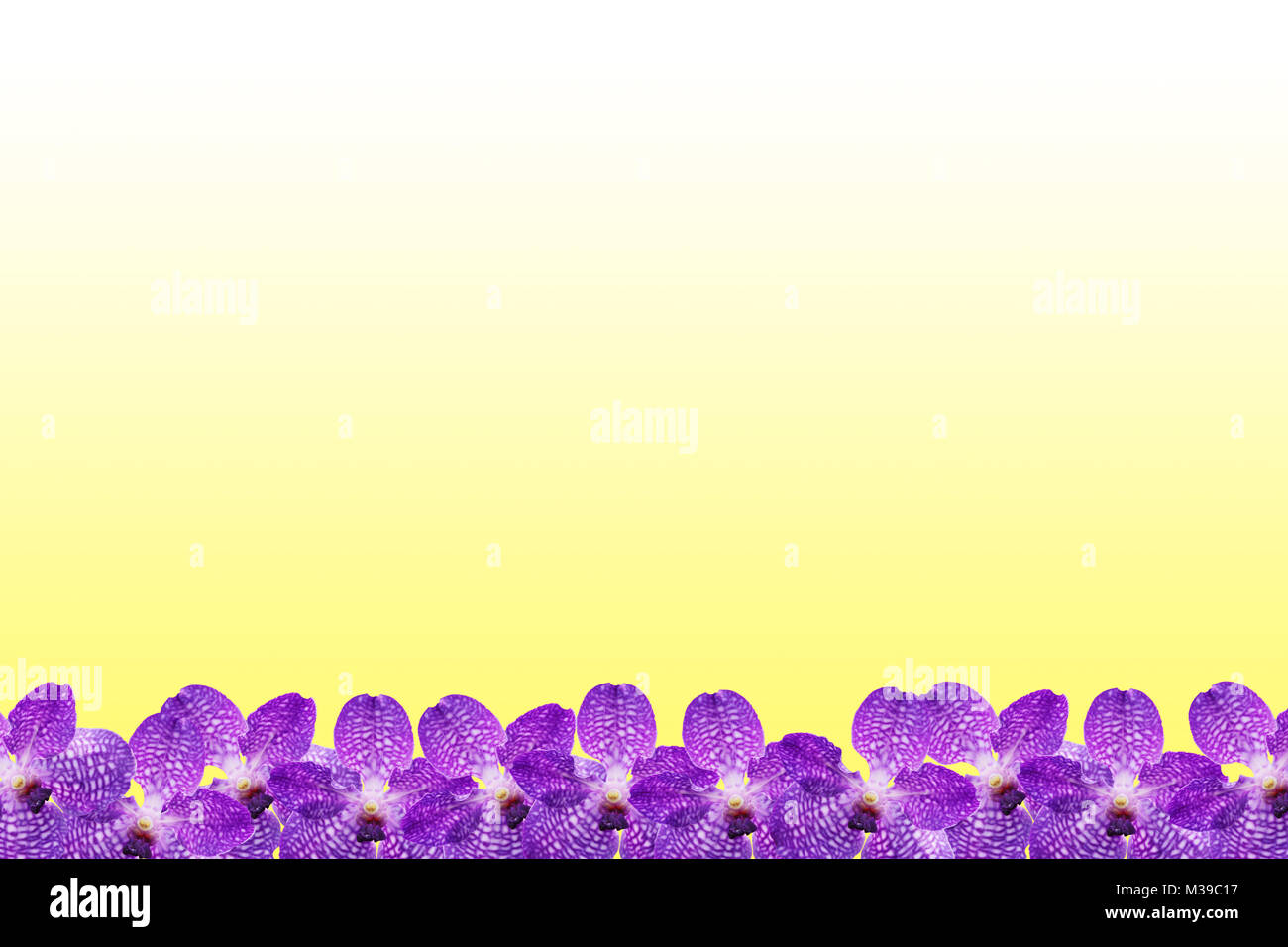 Orchid flower frame on yellow background Stock Photo - Alamy