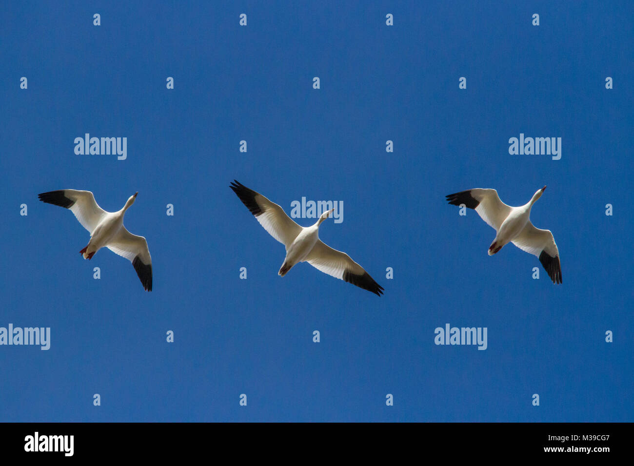 Geese in formation hi-res stock photography and images - Alamy