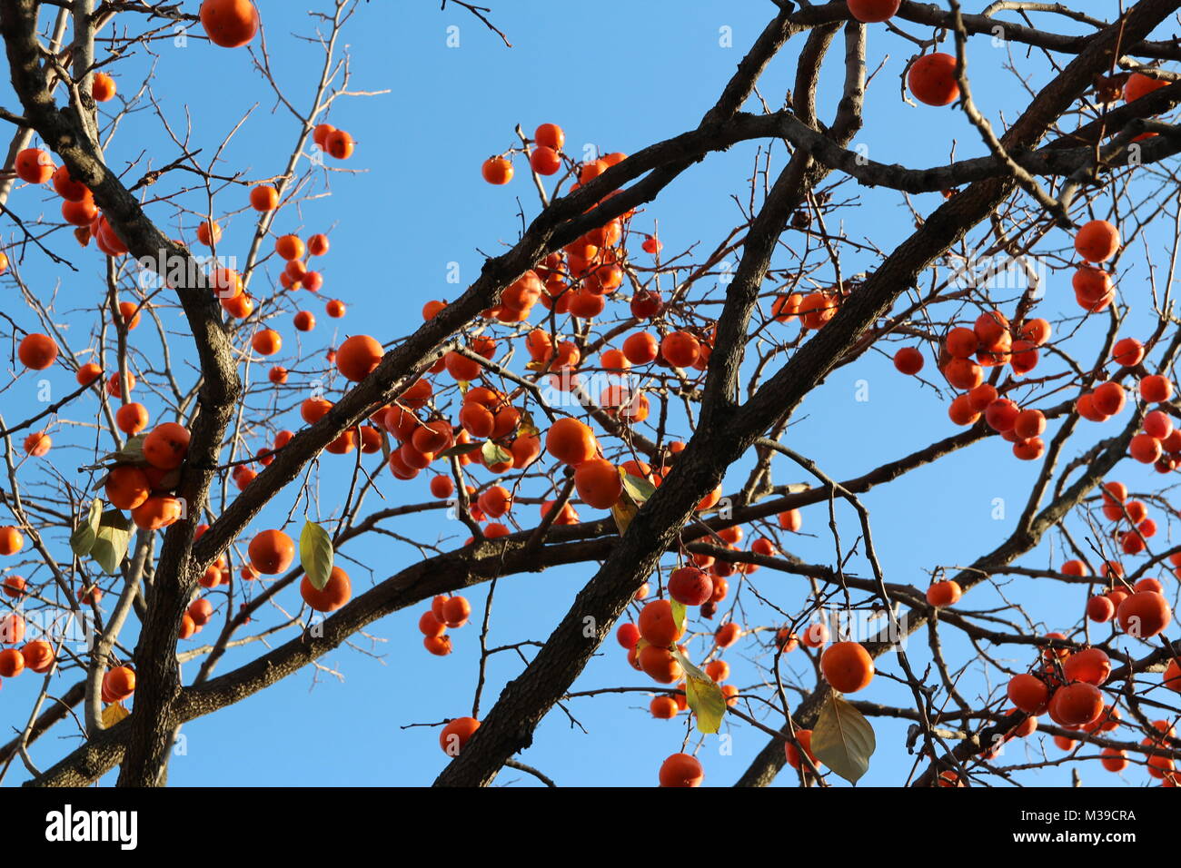 Ripe orange Korean persimmons on the tree againt the blue sky in autumn ...