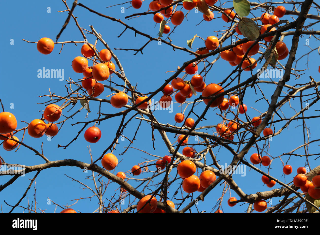 Ripe orange Korean persimmons on the tree againt the blue sky in autumn ...