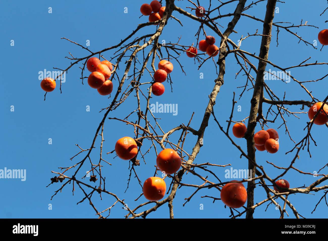 Ripe orange Korean persimmons on the tree againt the blue sky in autumn ...