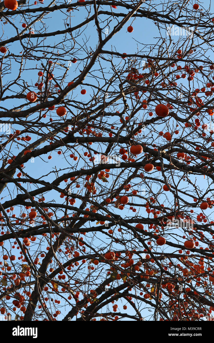 Ripe orange Korean persimmons on the tree againt the blue sky in autumn ...