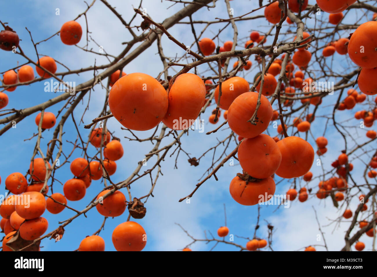 South korea persimmons hi-res stock photography and images - Alamy