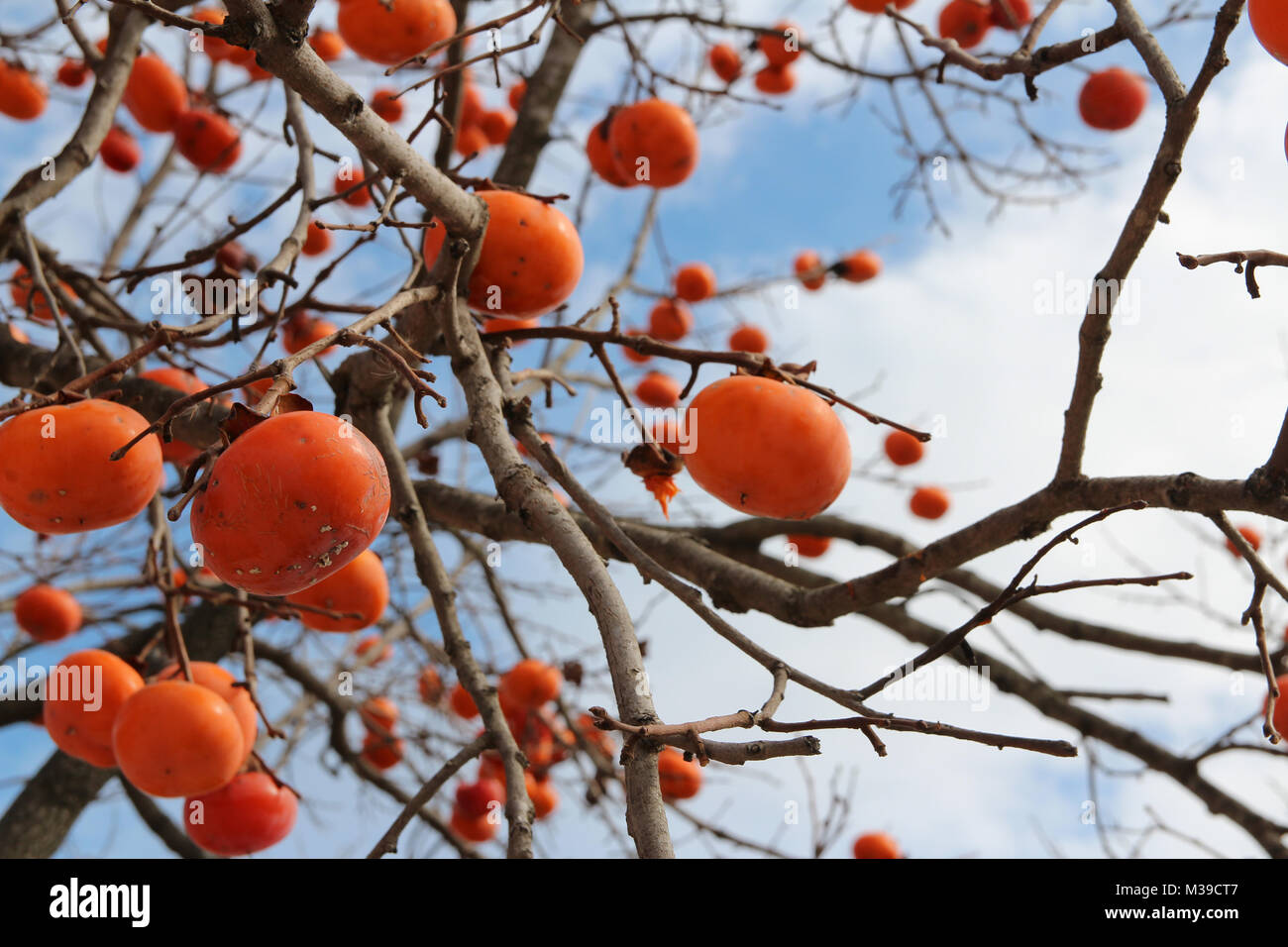 South korea persimmons hi-res stock photography and images - Alamy