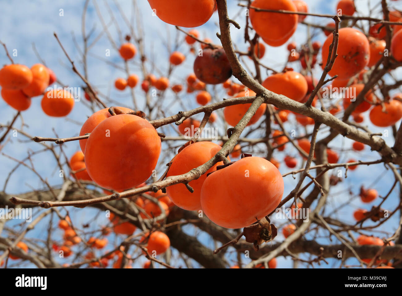 Ripe orange Korean persimmons on the tree againt the blue sky in autumn, South Korea Stock Photo ...