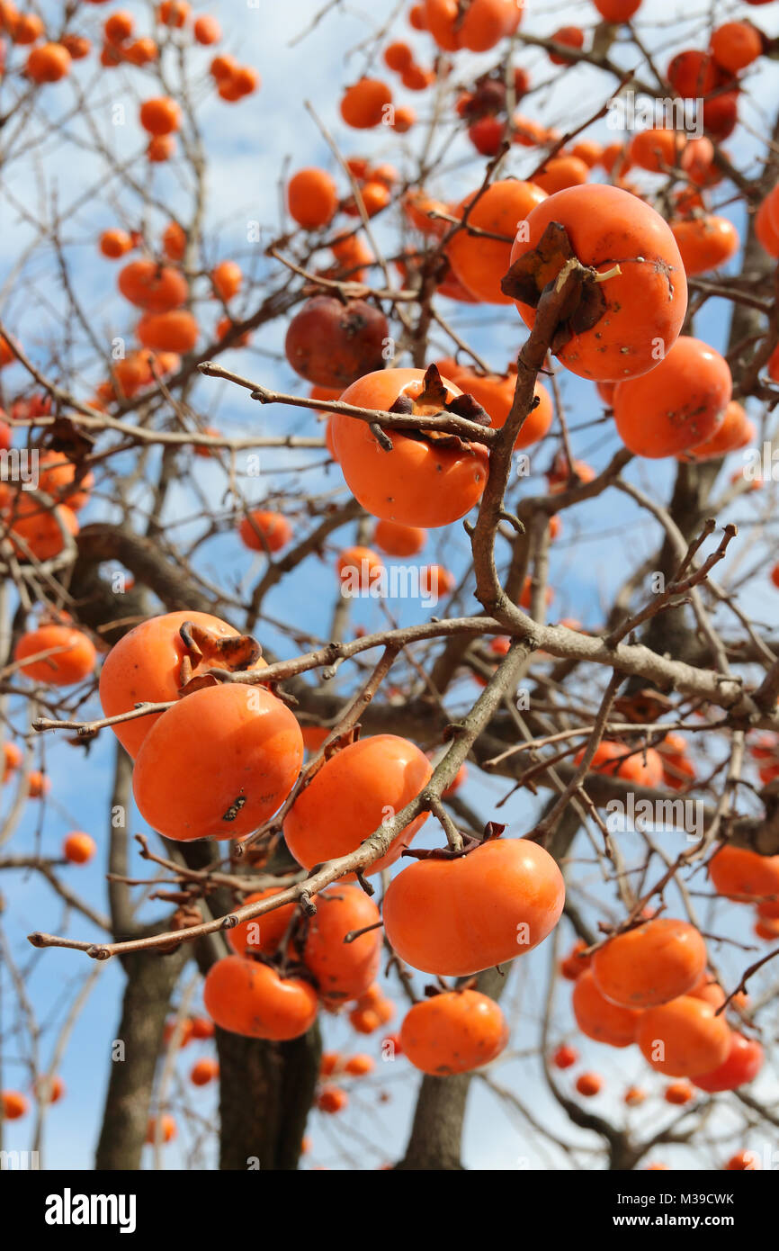 South korea persimmons hi-res stock photography and images - Alamy