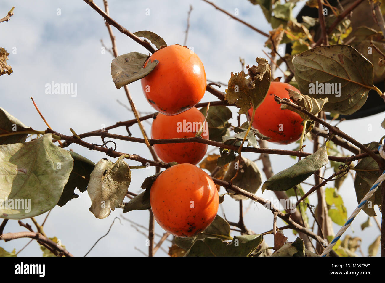 Ripe orange Korean persimmons on the tree againt the blue sky in autumn ...