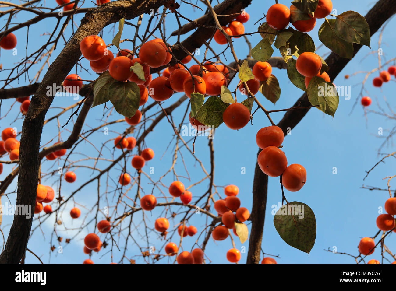 Ripe orange Korean persimmons on the tree againt the blue sky in autumn ...