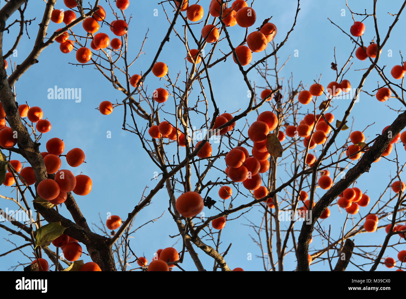 Ripe orange Korean persimmons on the tree againt the blue sky in autumn ...