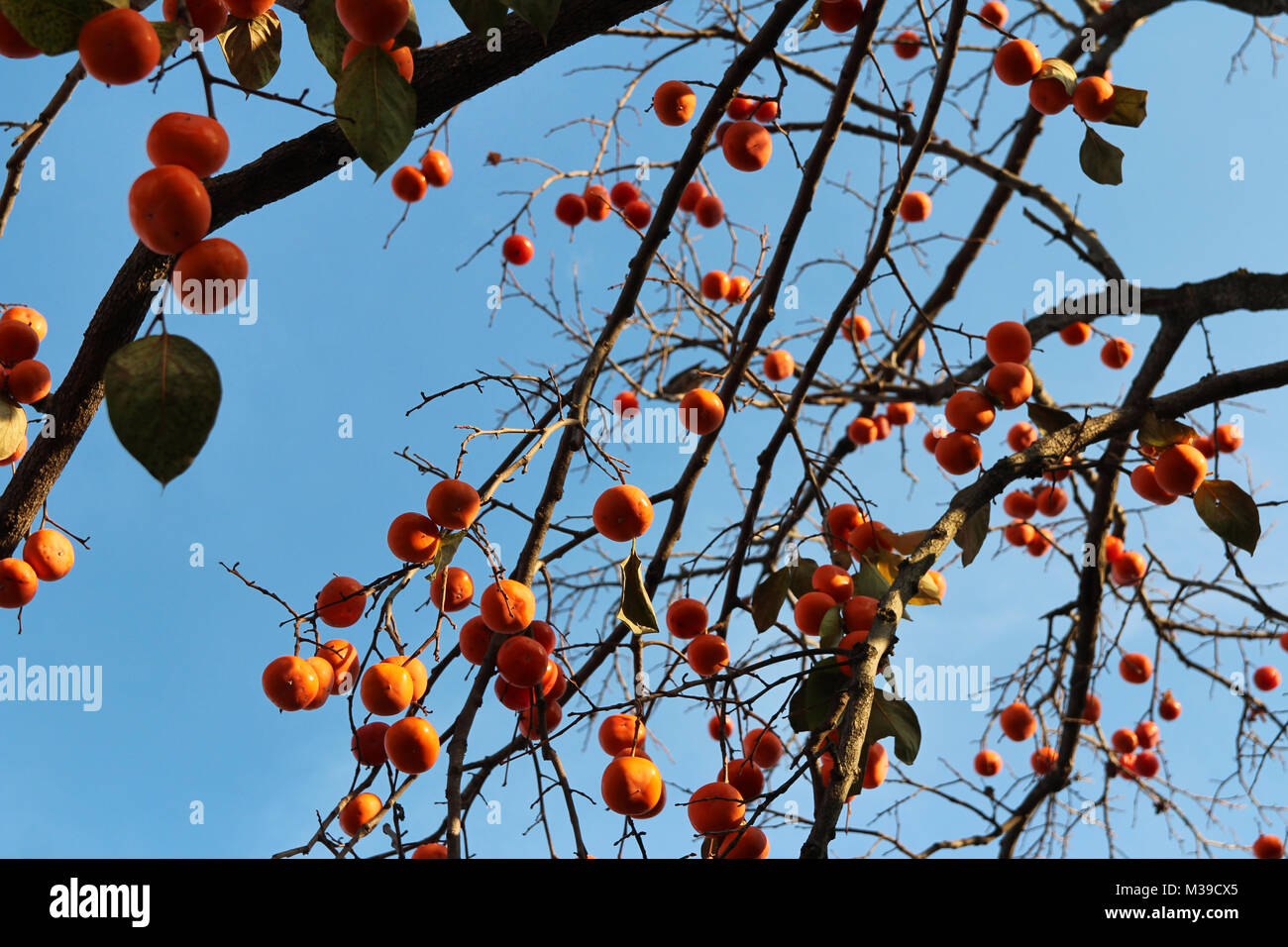Ripe orange Korean persimmons on the tree againt the blue sky in autumn ...