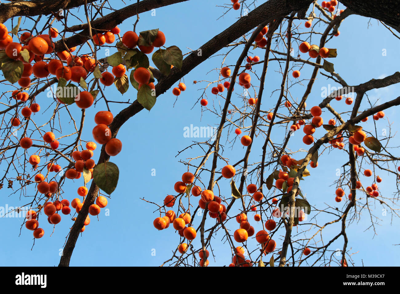 Ripe orange Korean persimmons on the tree againt the blue sky in autumn ...