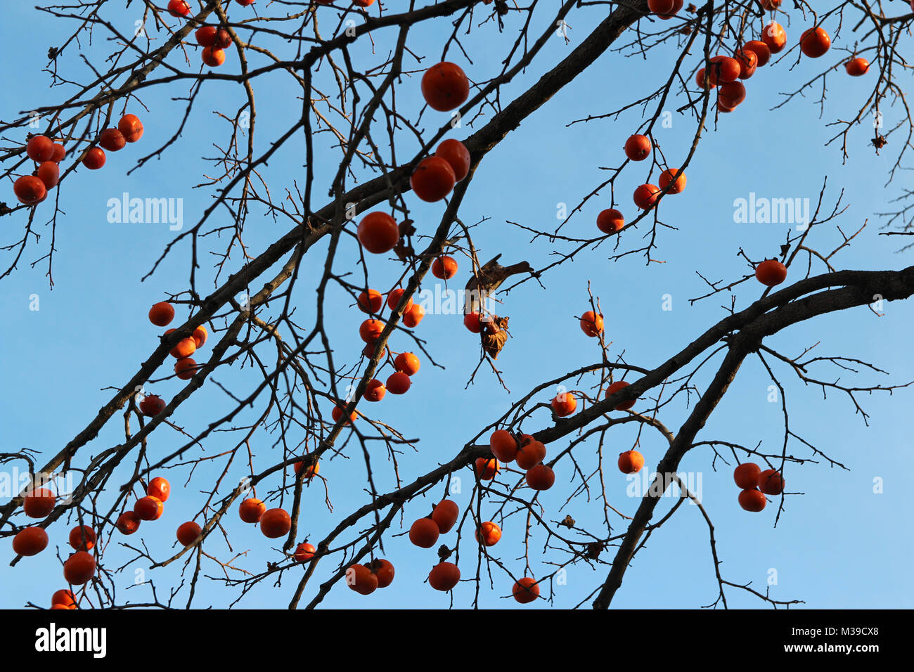 South korea persimmons hi-res stock photography and images - Alamy