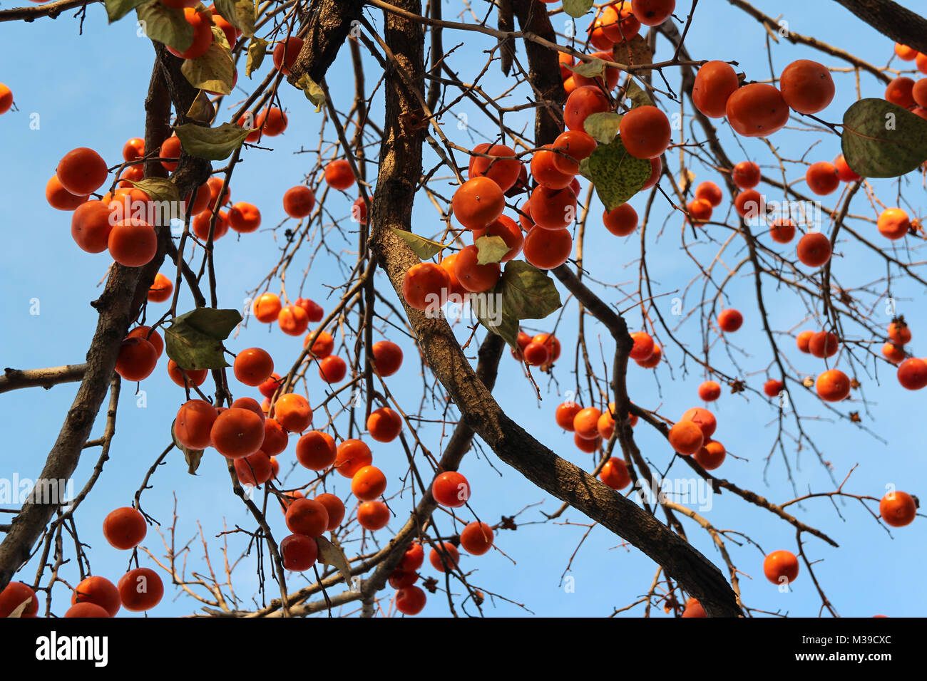 Ripe orange Korean persimmons on the tree againt the blue sky in autumn ...