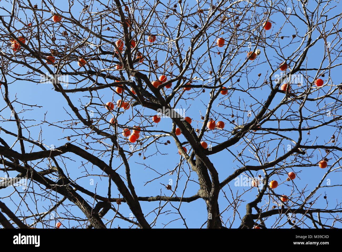 Ripe orange Korean persimmons on the tree againt the blue sky in autumn ...