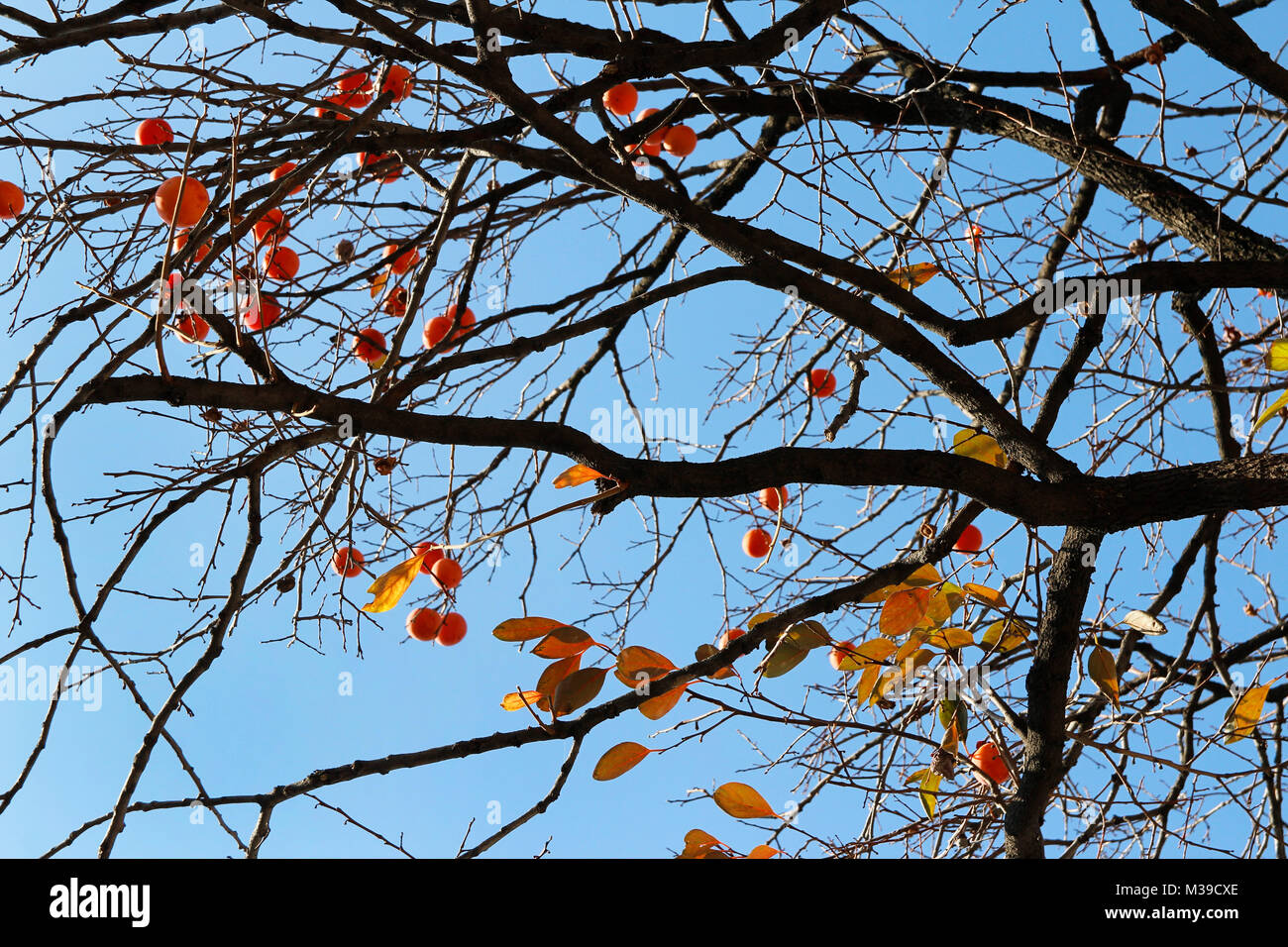 Ripe orange Korean persimmons on the tree againt the blue sky in autumn ...