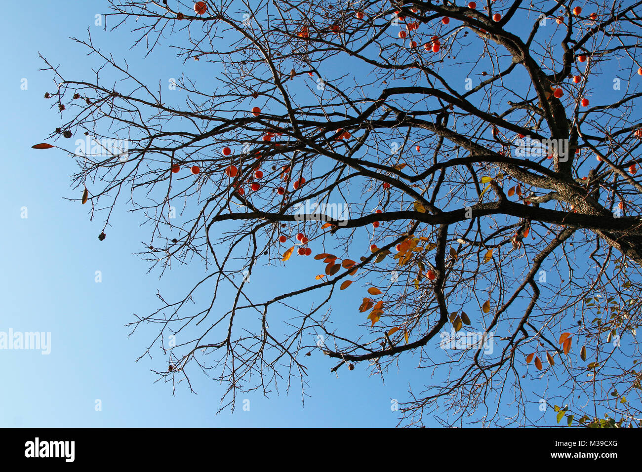 South korea persimmons hi-res stock photography and images - Alamy
