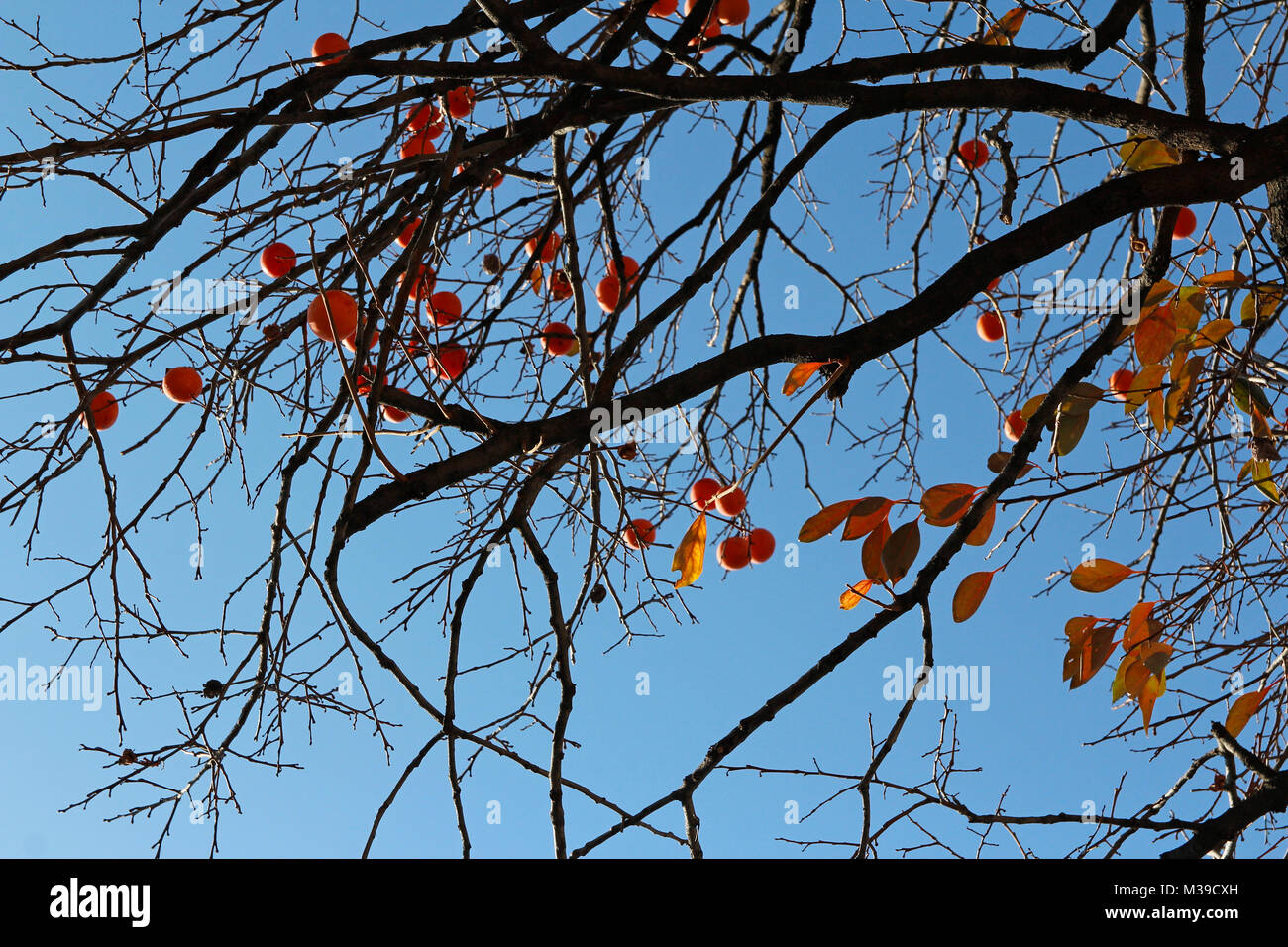 Ripe orange Korean persimmons on the tree againt the blue sky in autumn ...