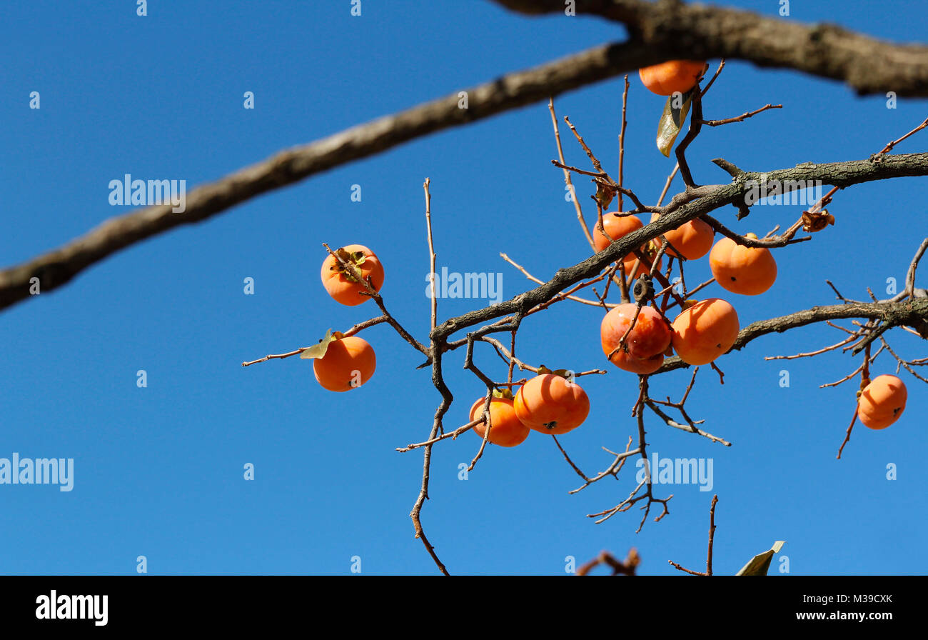 Ripe orange Korean persimmons on the tree againt the blue sky in autumn ...