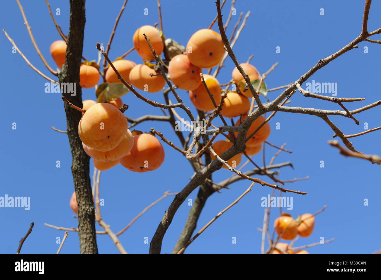 South korea persimmons hi-res stock photography and images - Alamy