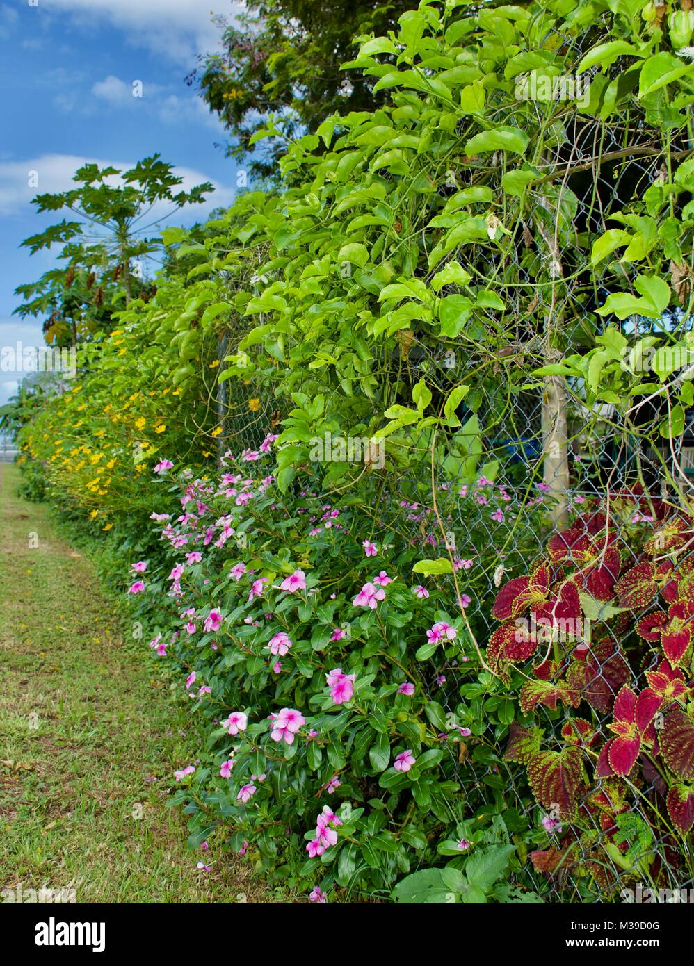 lush sidewalk garden along the fence of a communal community garden ...