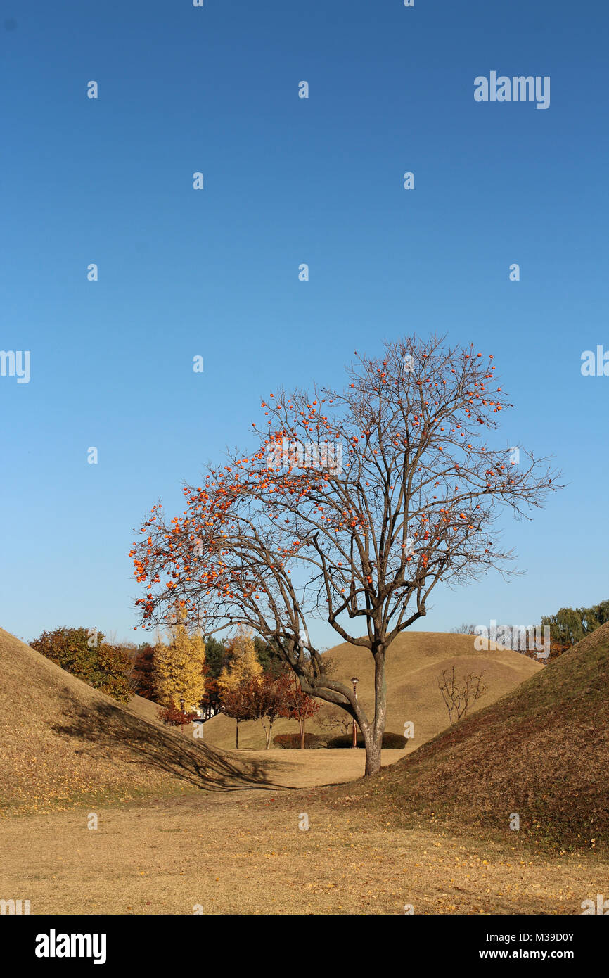 Persimmon tree at Daereungwon Royal Tomb park with the blue sky in ...