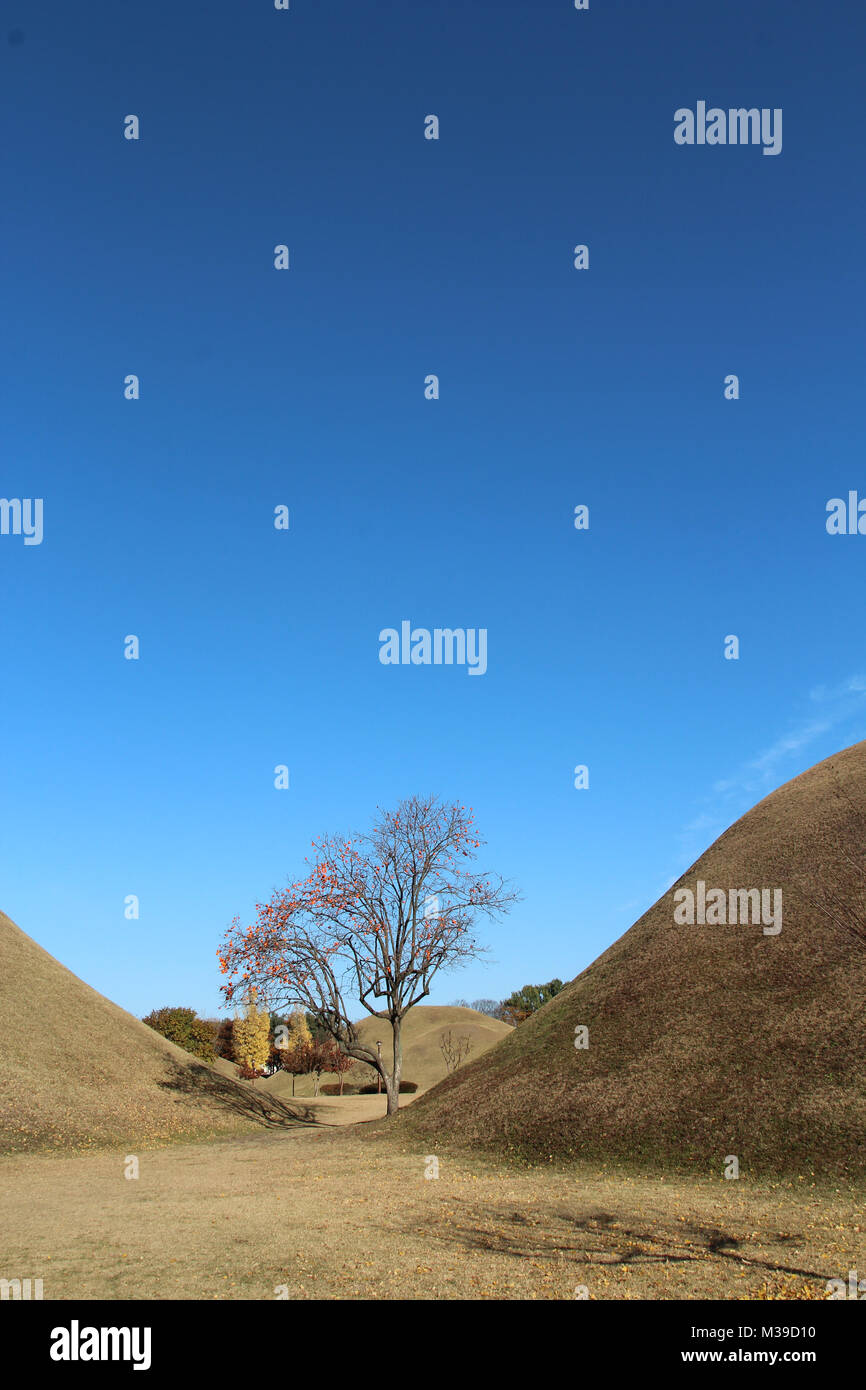 Persimmon tree at Daereungwon Royal Tomb park with the blue sky in ...