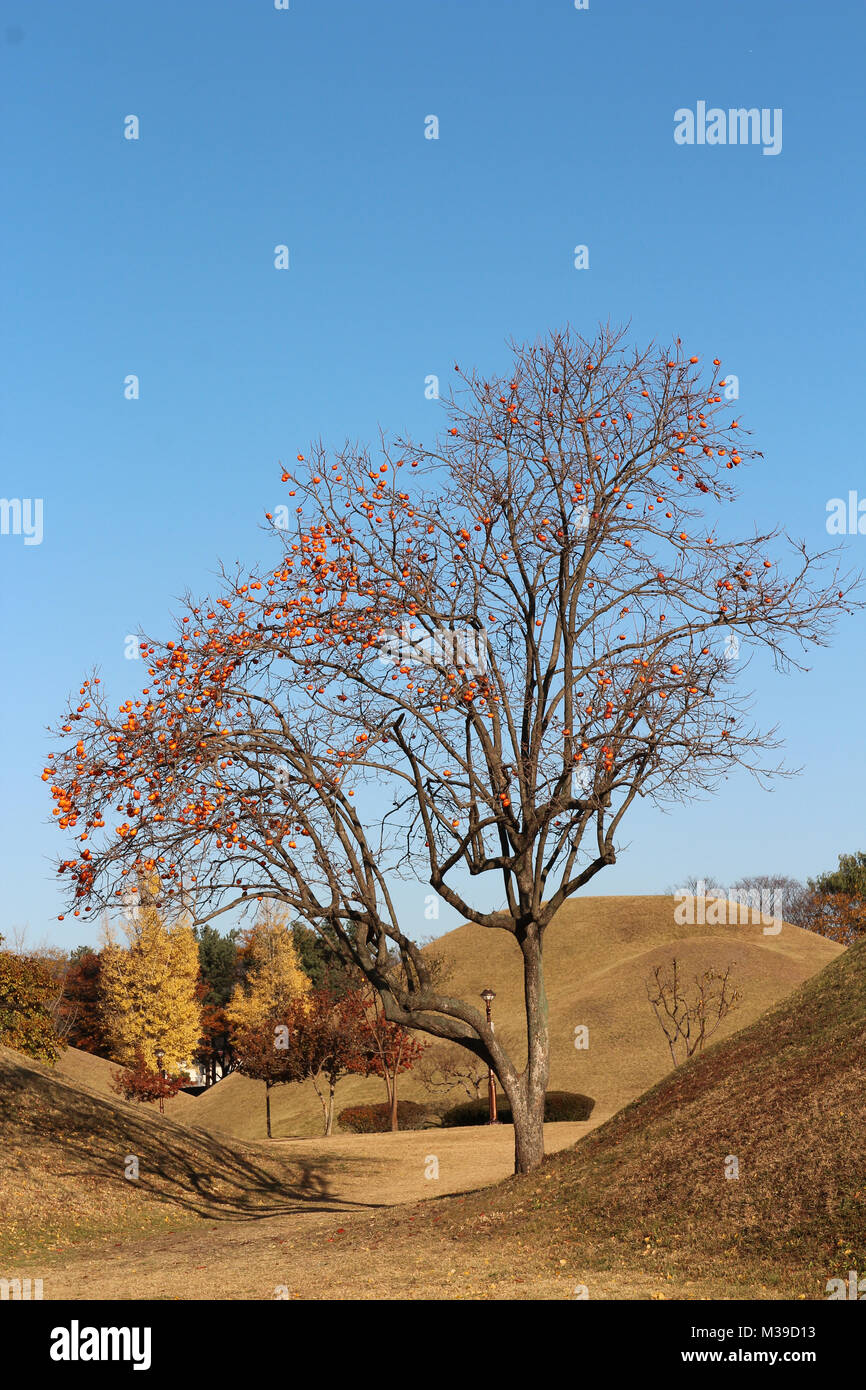 Persimmon tree at Daereungwon Royal Tomb park with the blue sky in ...