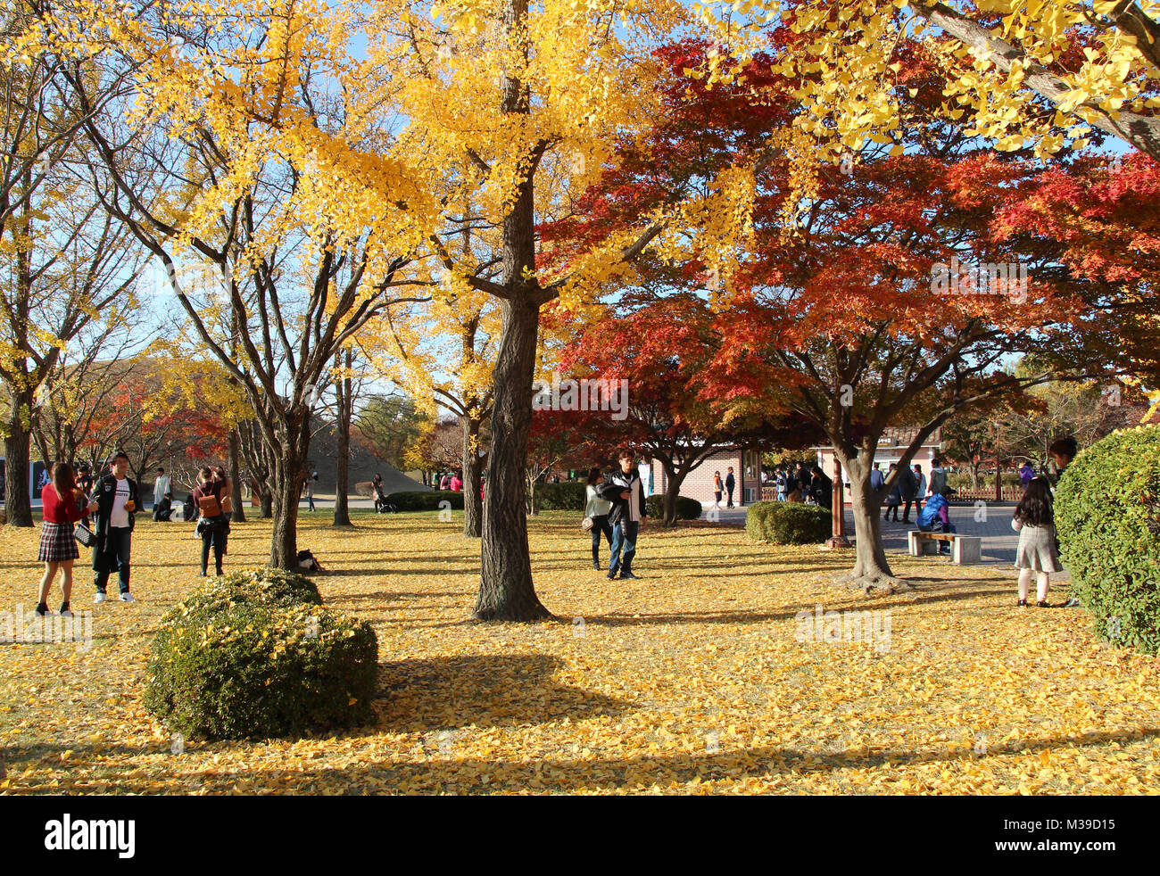 Gyeongju, South Korea - November 12, 2017: Autumn view of Daereungwon ...