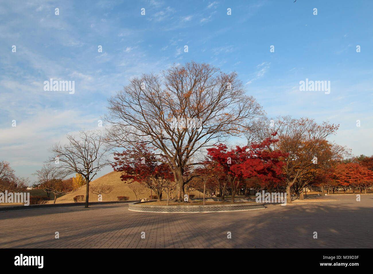 Autumn view of Daereungwon Royal Tomb park with the blue sky during ...