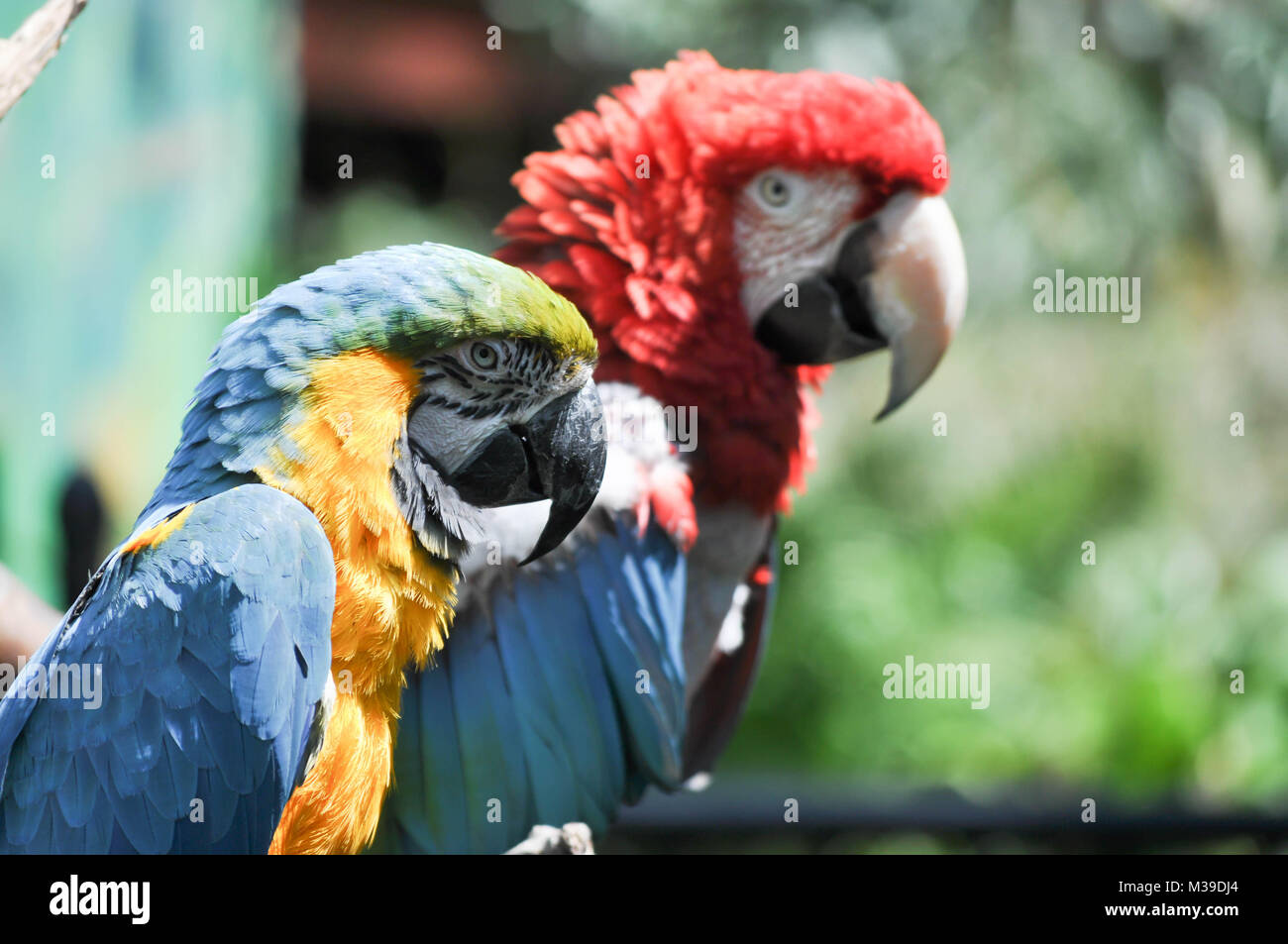 Two Colorful Macaw Birds in Profile Stock Photo - Alamy