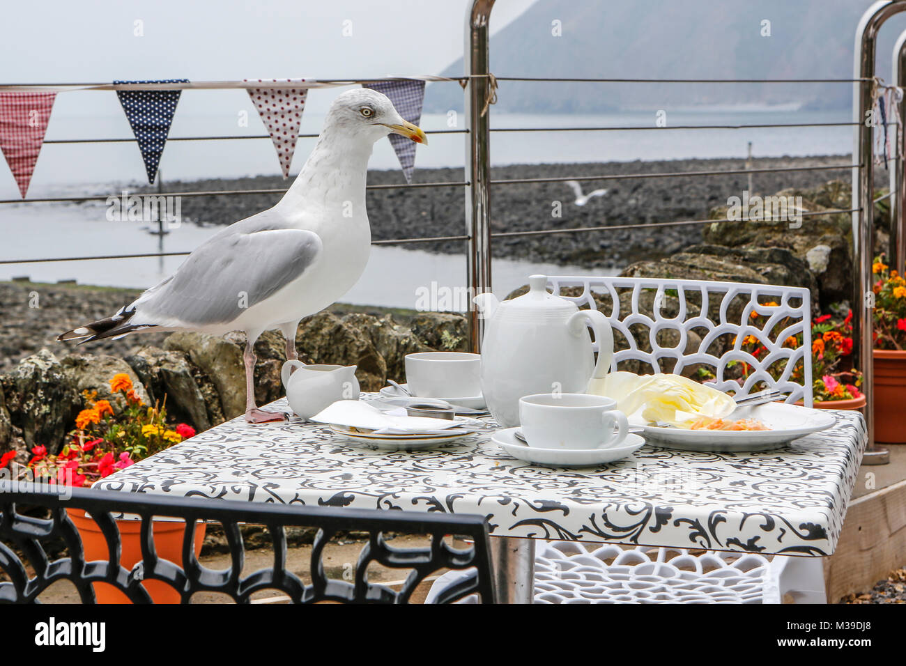 Seagull stealing food hi-res stock photography and images - Alamy