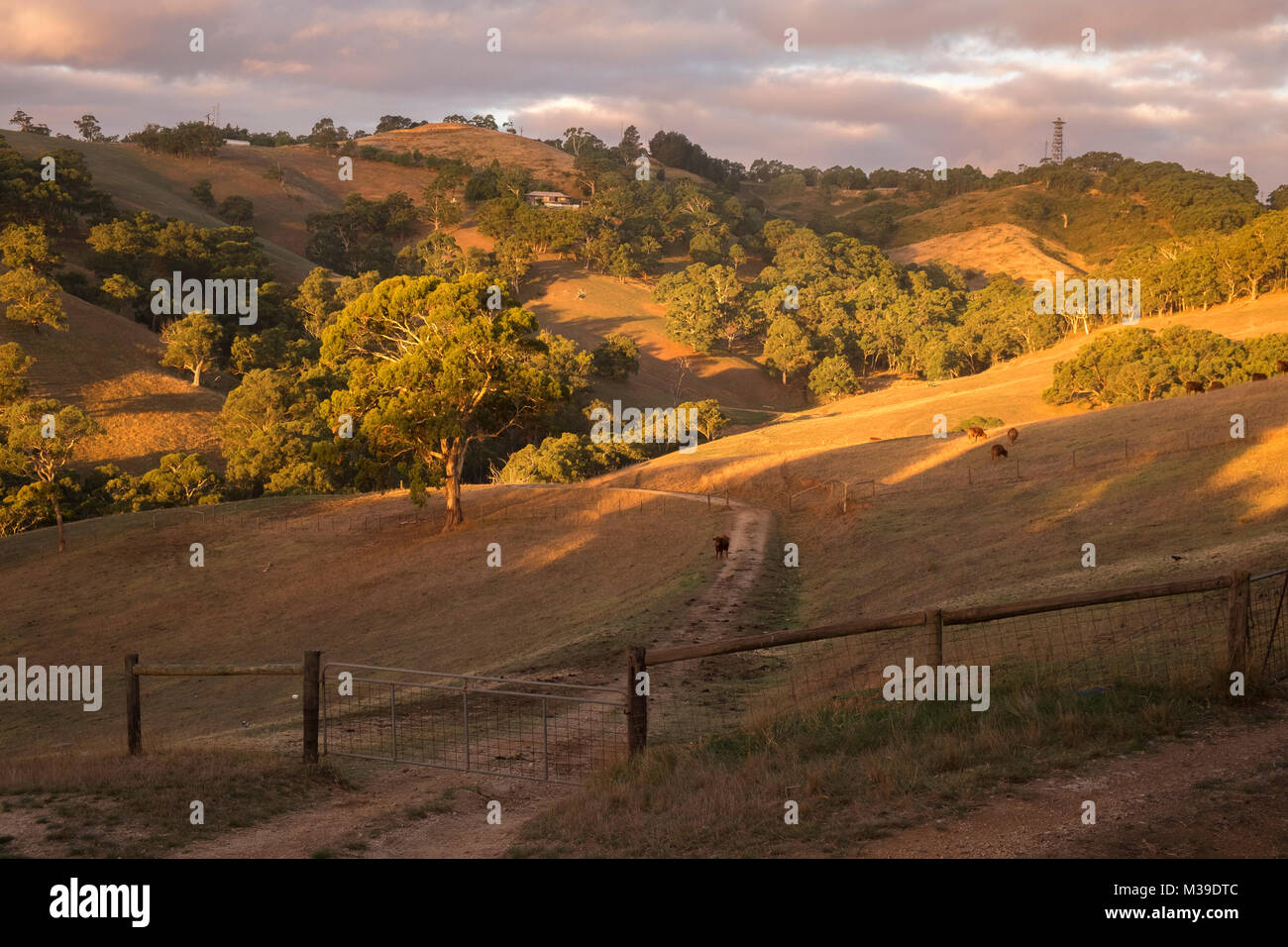 Adelaide Hills, SA Stock Photo - Alamy