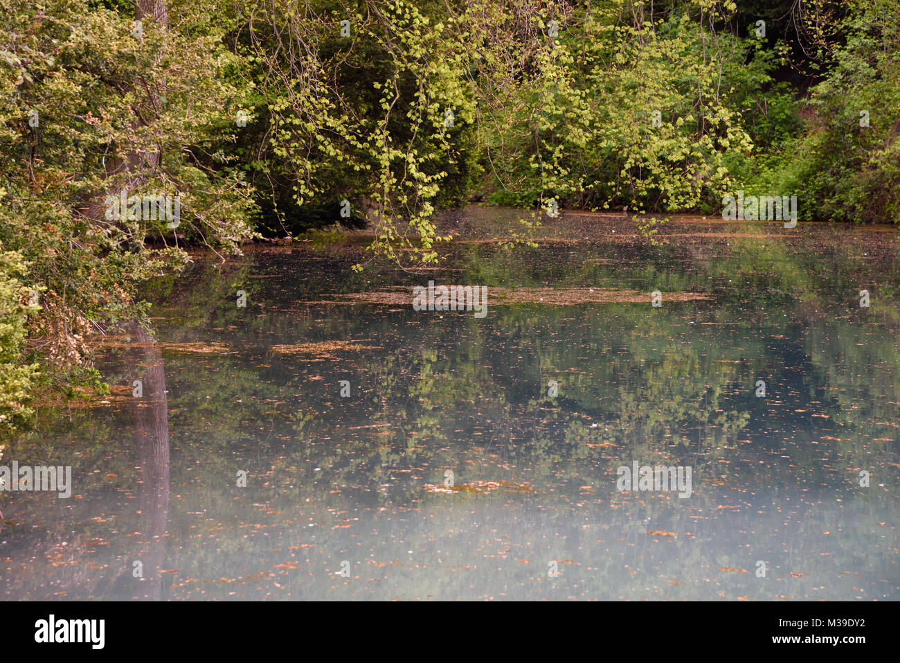 Silent pool gin hi-res stock photography and images - Alamy