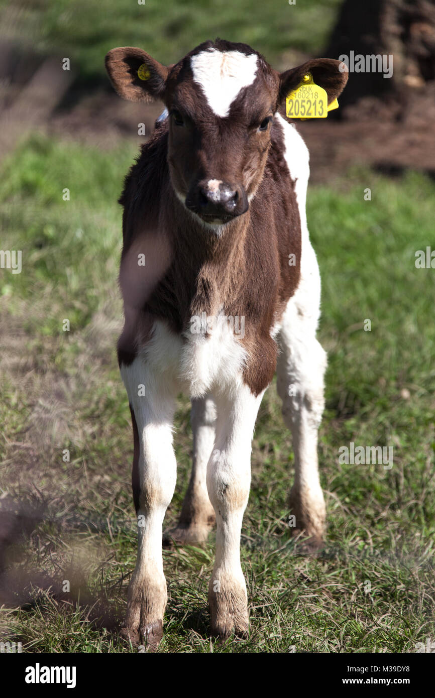 Village of Handley, England. Picturesque spring view of calf grazing in ...