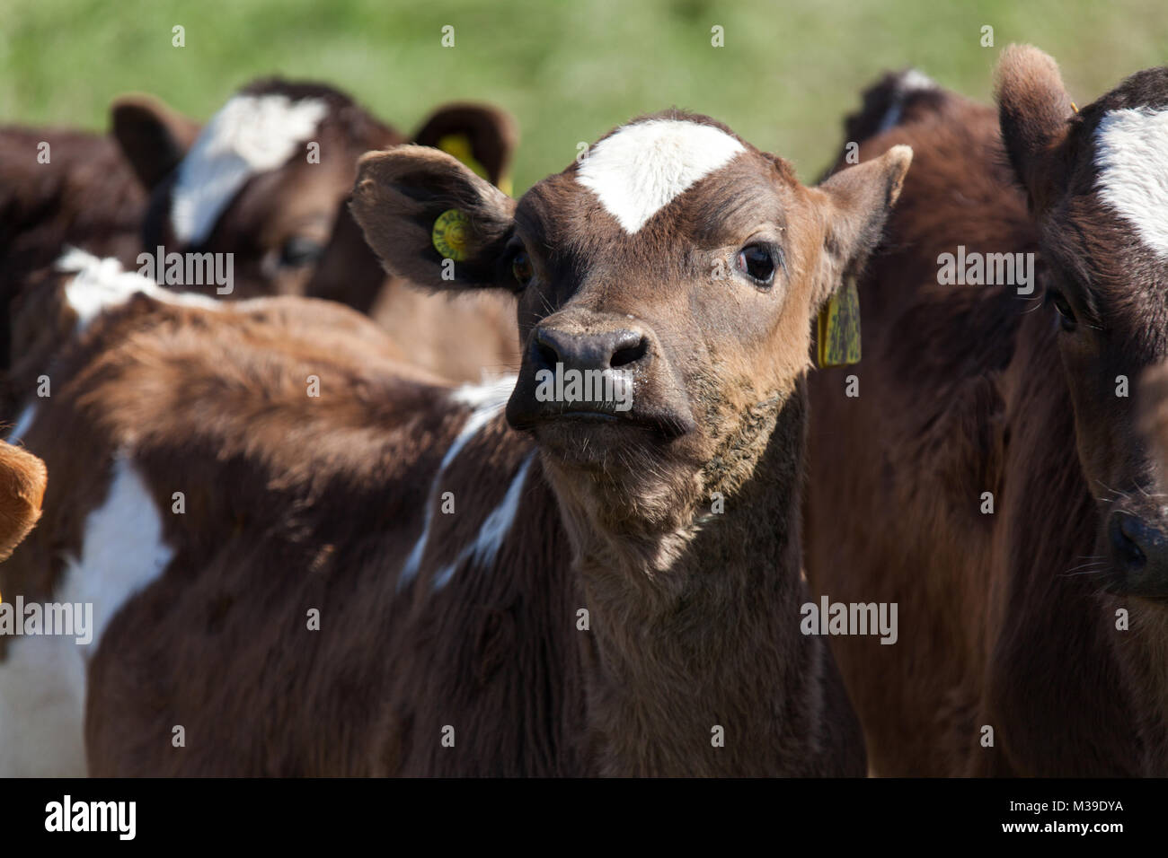 Village of Handley, England. Picturesque spring view of calf grazing in ...